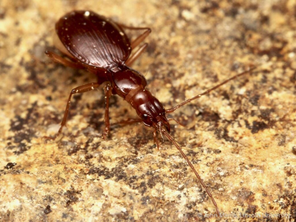 2021/05/31/NZ Cave Beetle – adventure360.co.nz