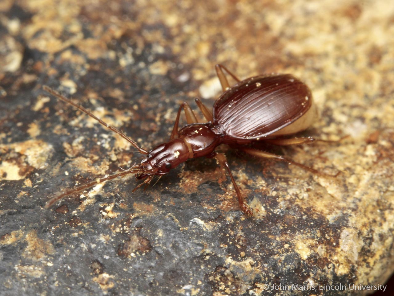 2021/05/31/NZ Cave Beetle – adventure360.co.nz
