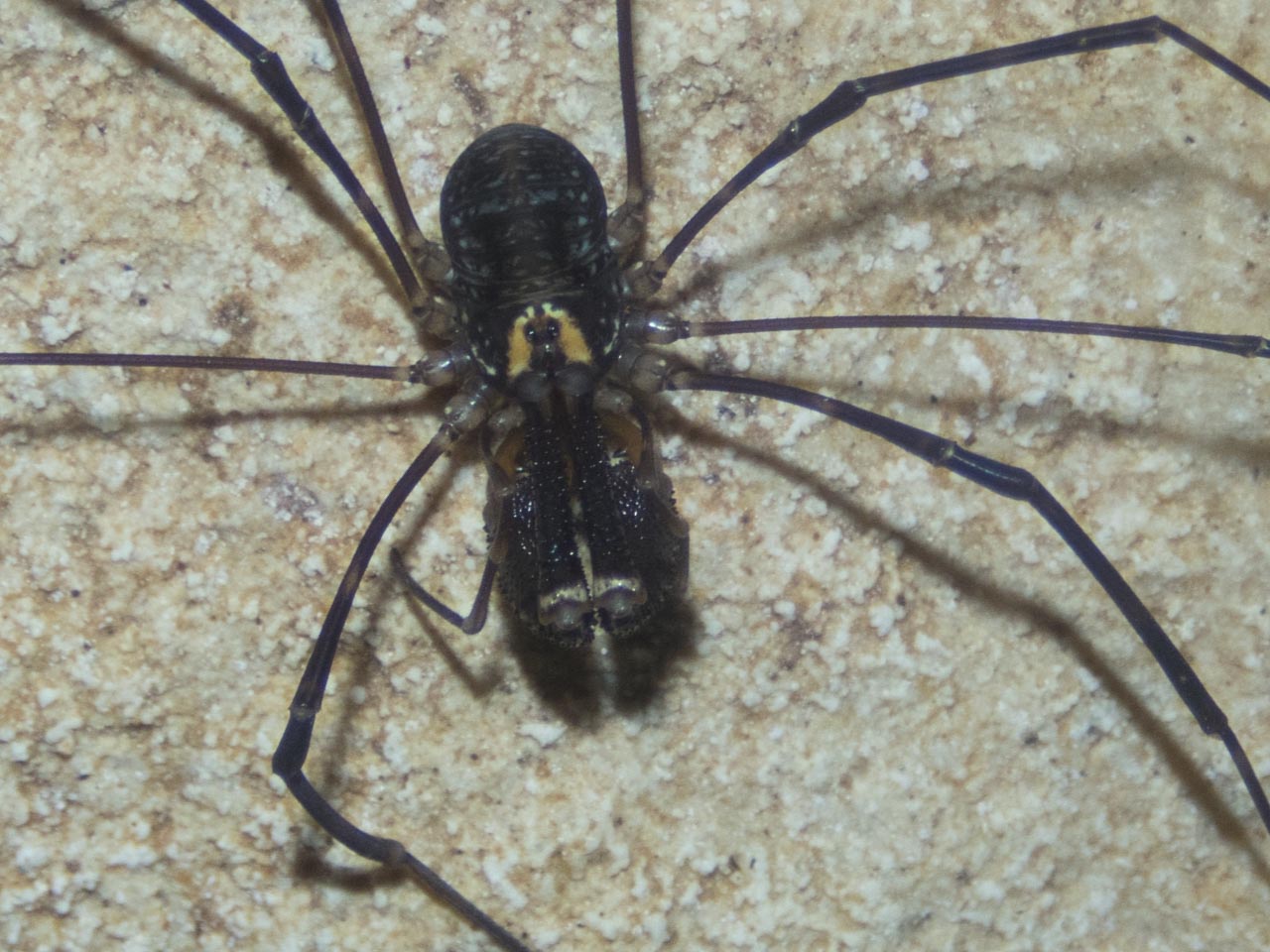 2021/05/31/NZ Cave Beetle – adventure360.co.nz